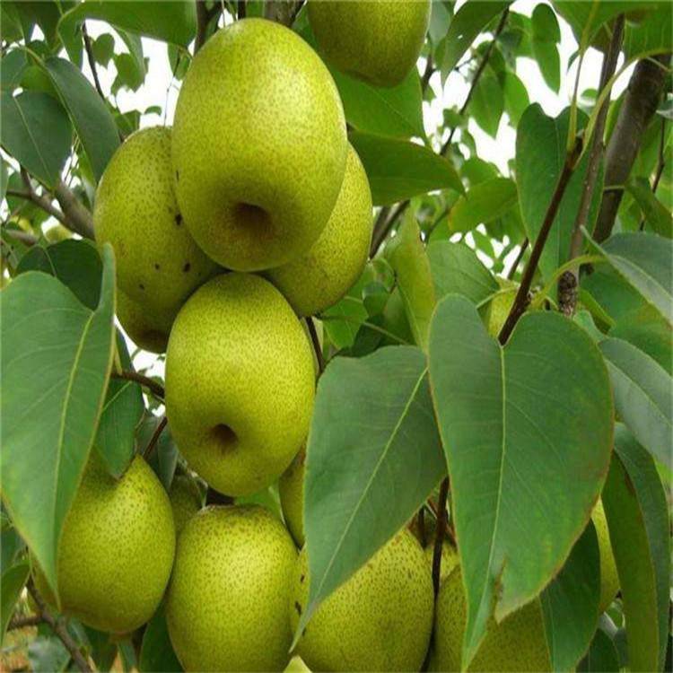 【金秋梨树苗 圆黄梨树苗 新品种推广 帅阳园艺场 生产基地】价格_厂家-供应商网